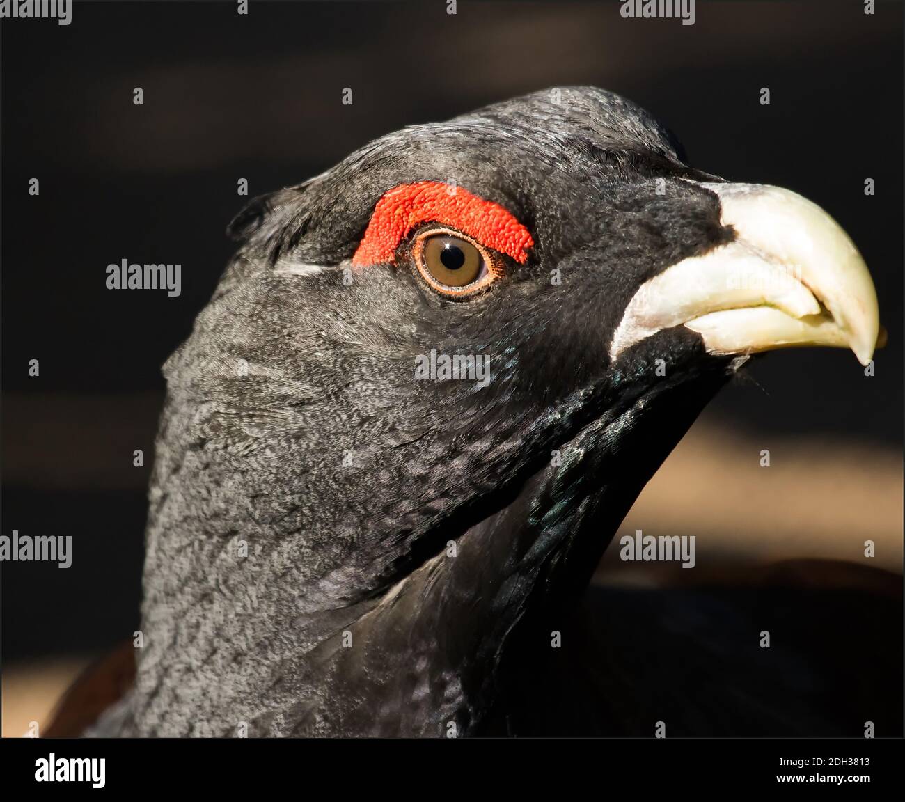 Grouse meat hi-res stock photography and images - Alamy