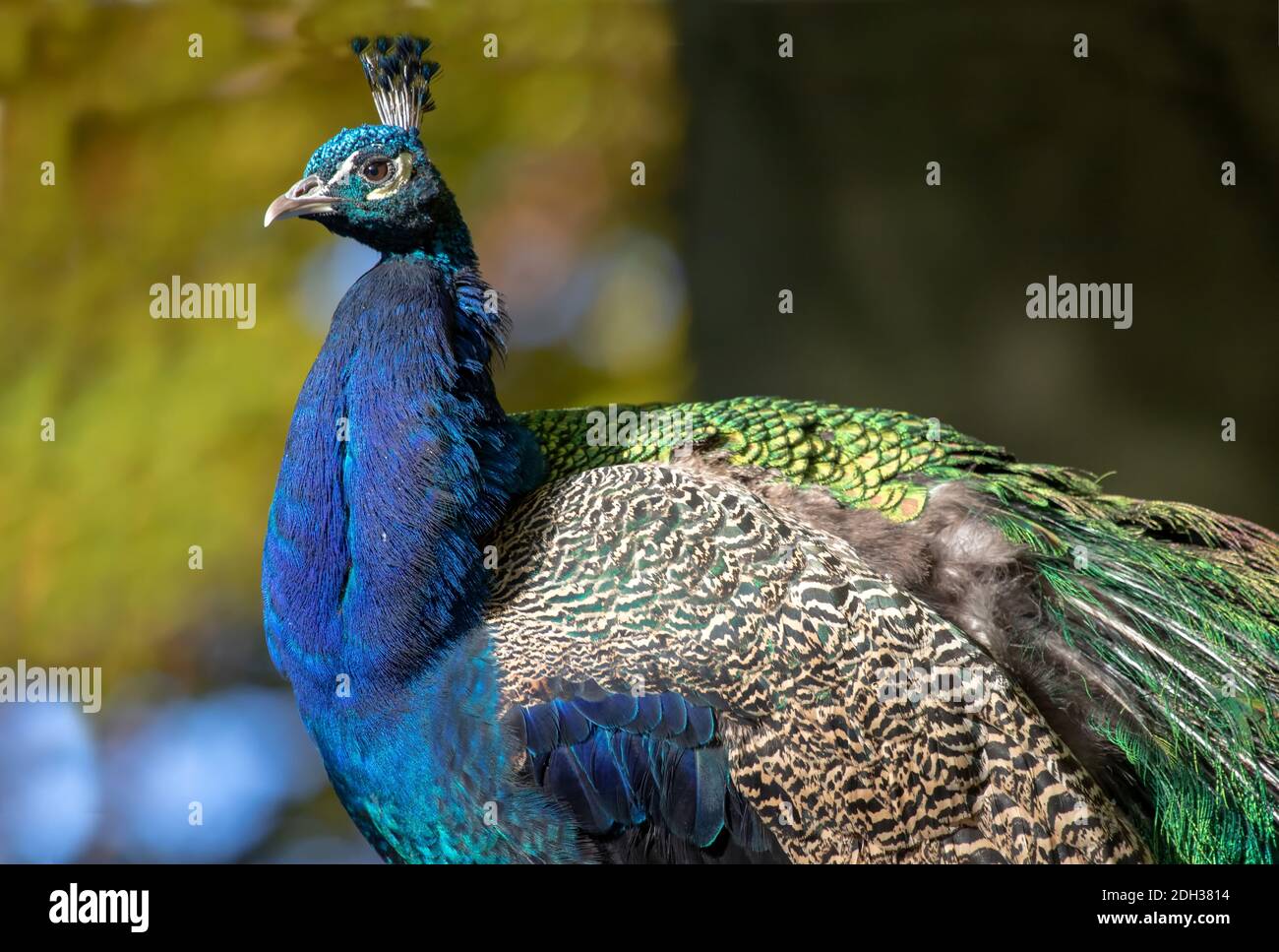 Peacock rooster hi-res stock photography and images - Alamy