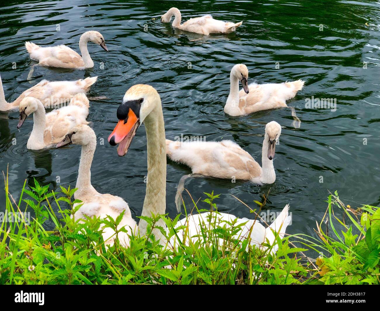 A swan next to a body of water Stock Photo - Alamy