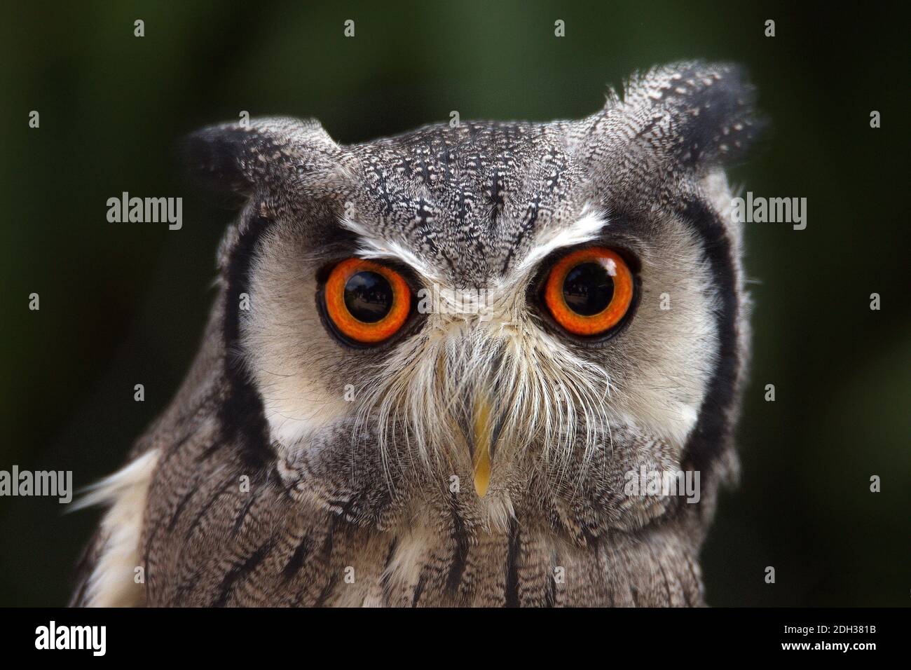 White eagle owl hi-res stock photography and images - Alamy