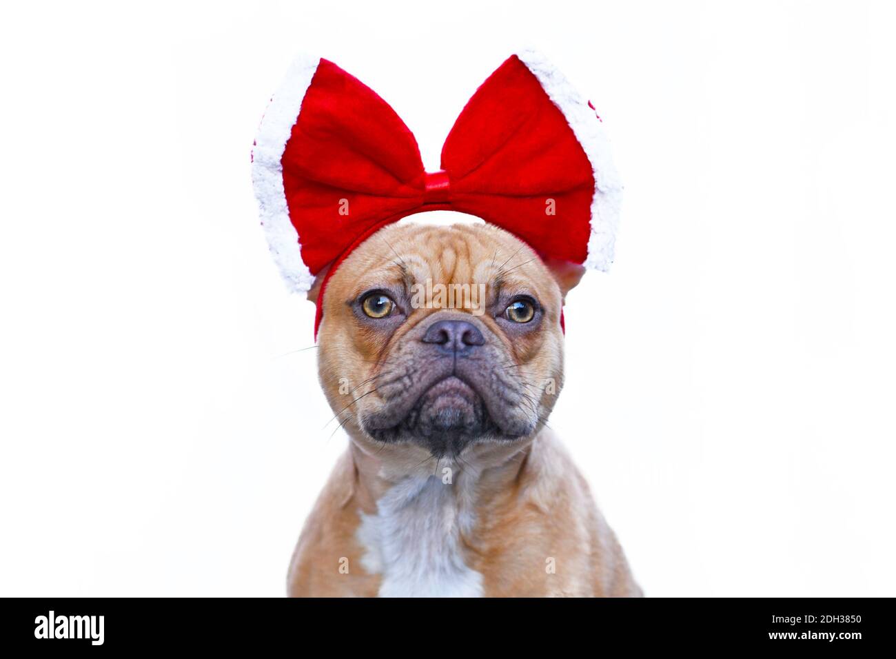 Young red fawn French Bulldog dog wearing big red Christmas ribbon on ...