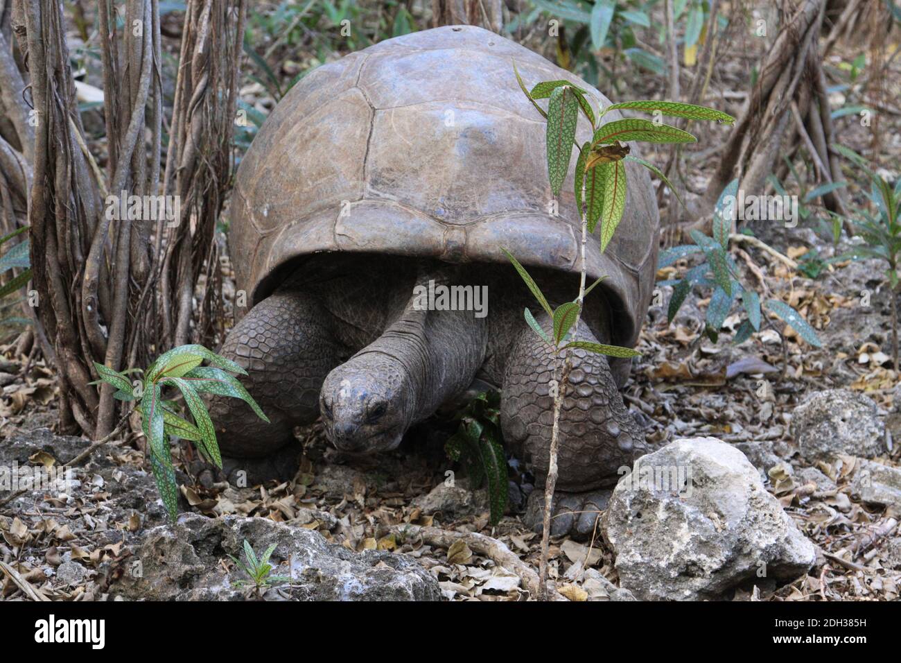 Giant tortoise on Isle aux Aigrettes, Mauritius Stock Photo - Alamy