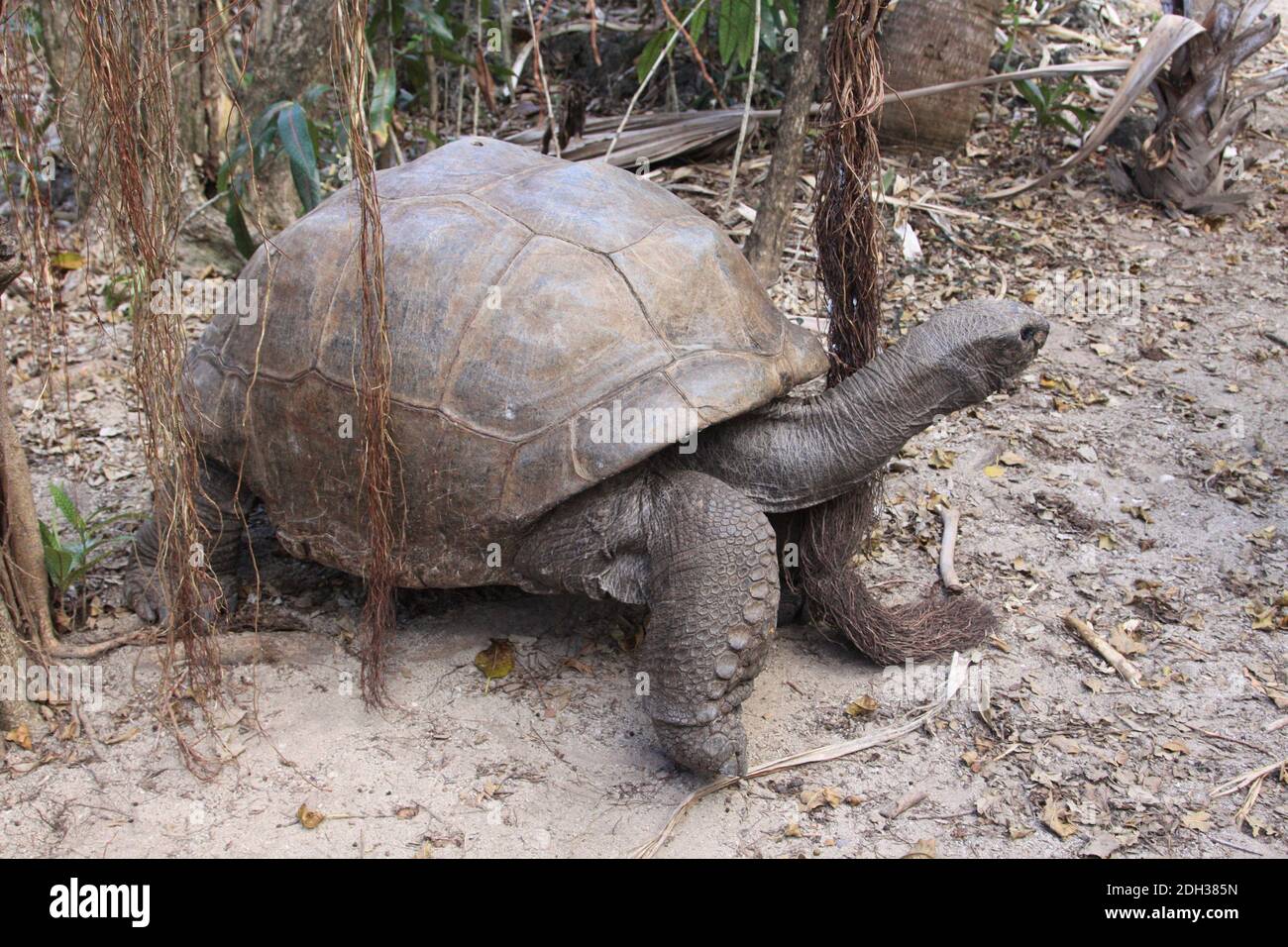 Giant tortoise on Isle aux Aigrettes, Mauritius Stock Photo - Alamy