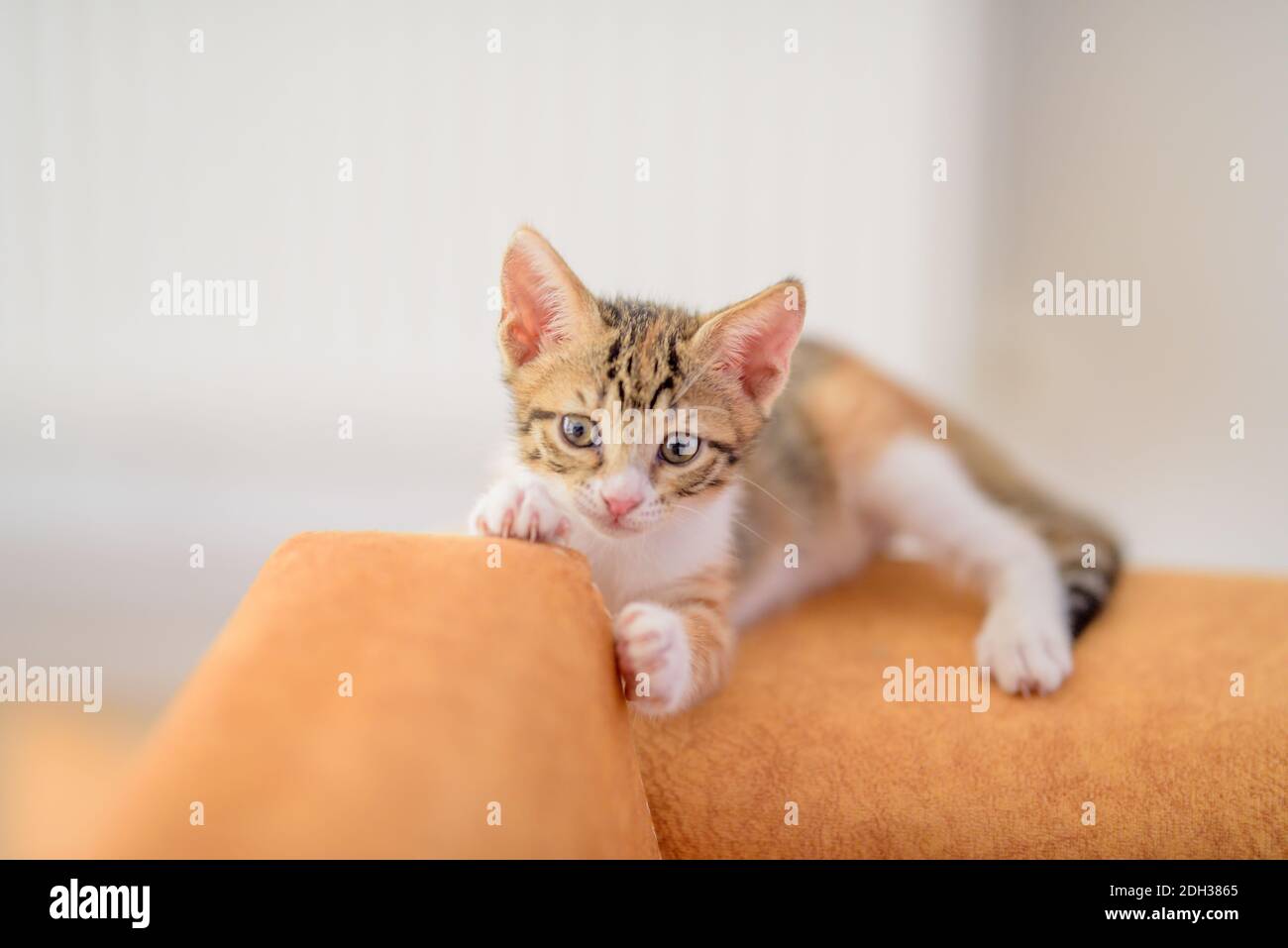 One month old baby kitten looking curious Stock Photo - Alamy