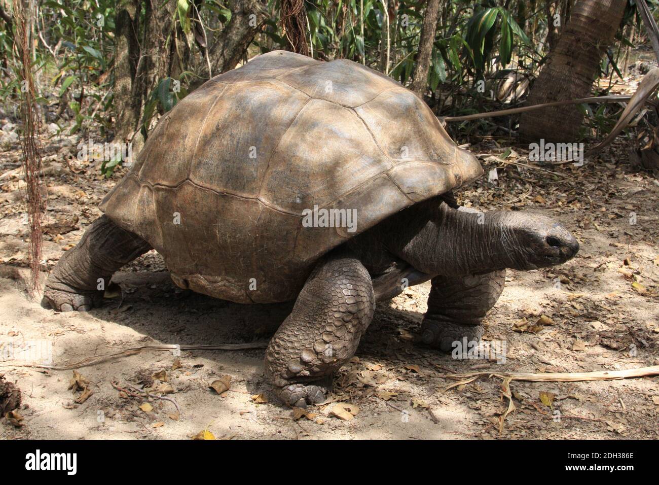 Giant tortoise on Isle aux Aigrettes, Mauritius Stock Photo - Alamy