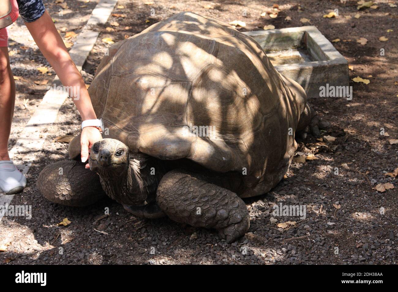 Giant tortoise on Isle aux Aigrettes, Mauritius Stock Photo - Alamy