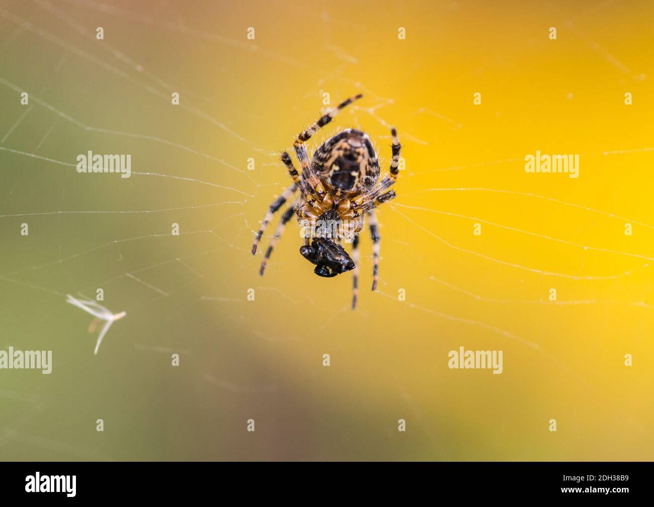 Wrapping up hi-res stock photography and images - Alamy