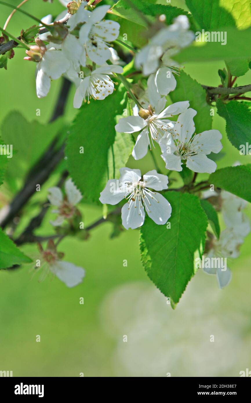 Blooming cherry tree branch Stock Photo - Alamy