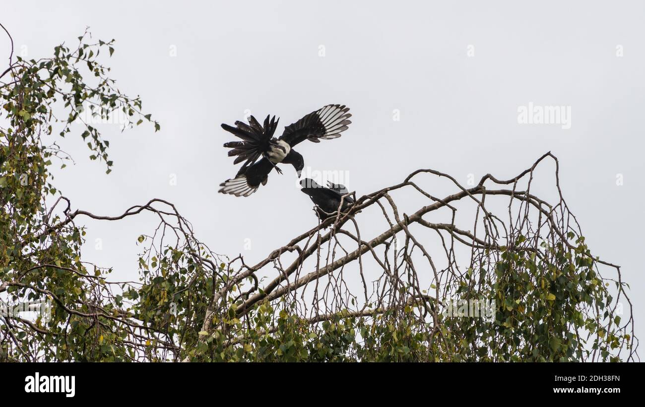 Juvenile jackdaw hi-res stock photography and images - Alamy