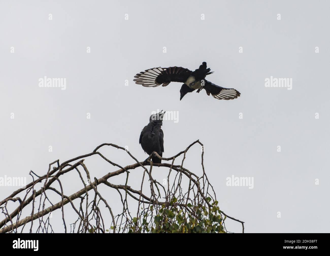 Juvenile jackdaw hi-res stock photography and images - Alamy