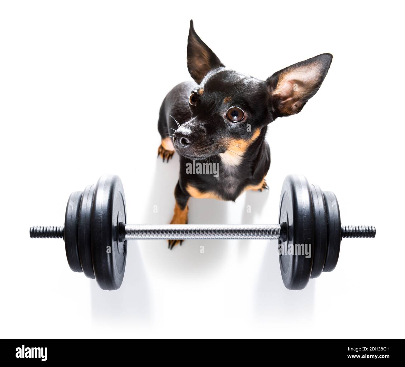fitness prague ratter dog lifting a heavy big dumbbell, as personal ...