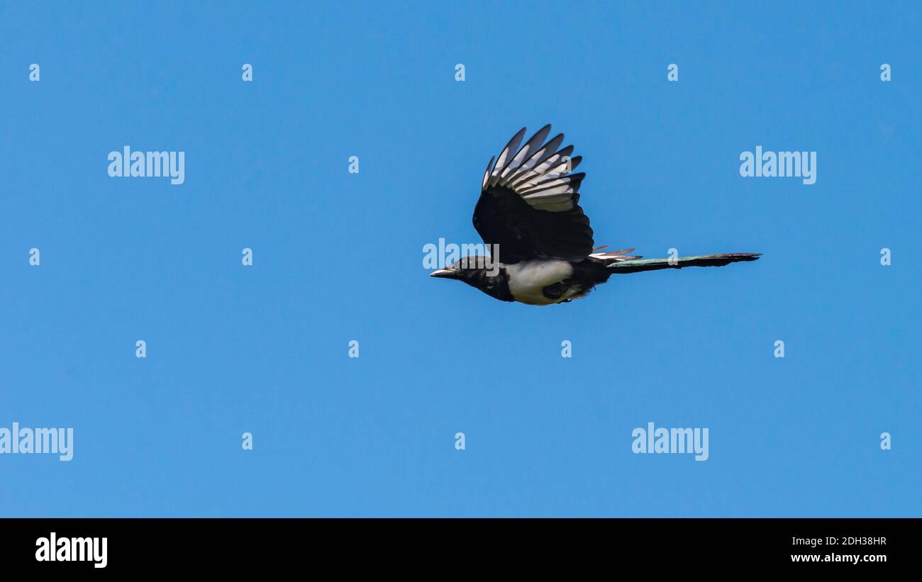 Lovely blue sky hi-res stock photography and images - Alamy