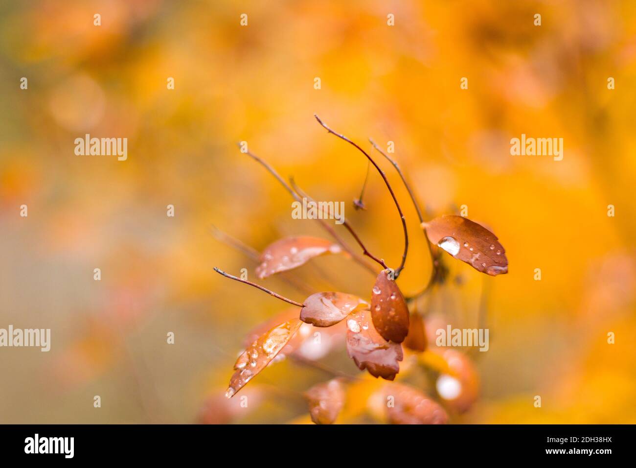 Dew on autumn leaves, water reflection, drops and dew in the misty and ...