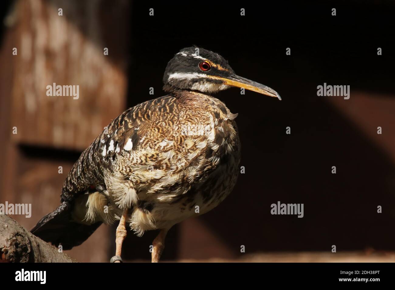 Sunbittern wing hi-res stock photography and images - Alamy
