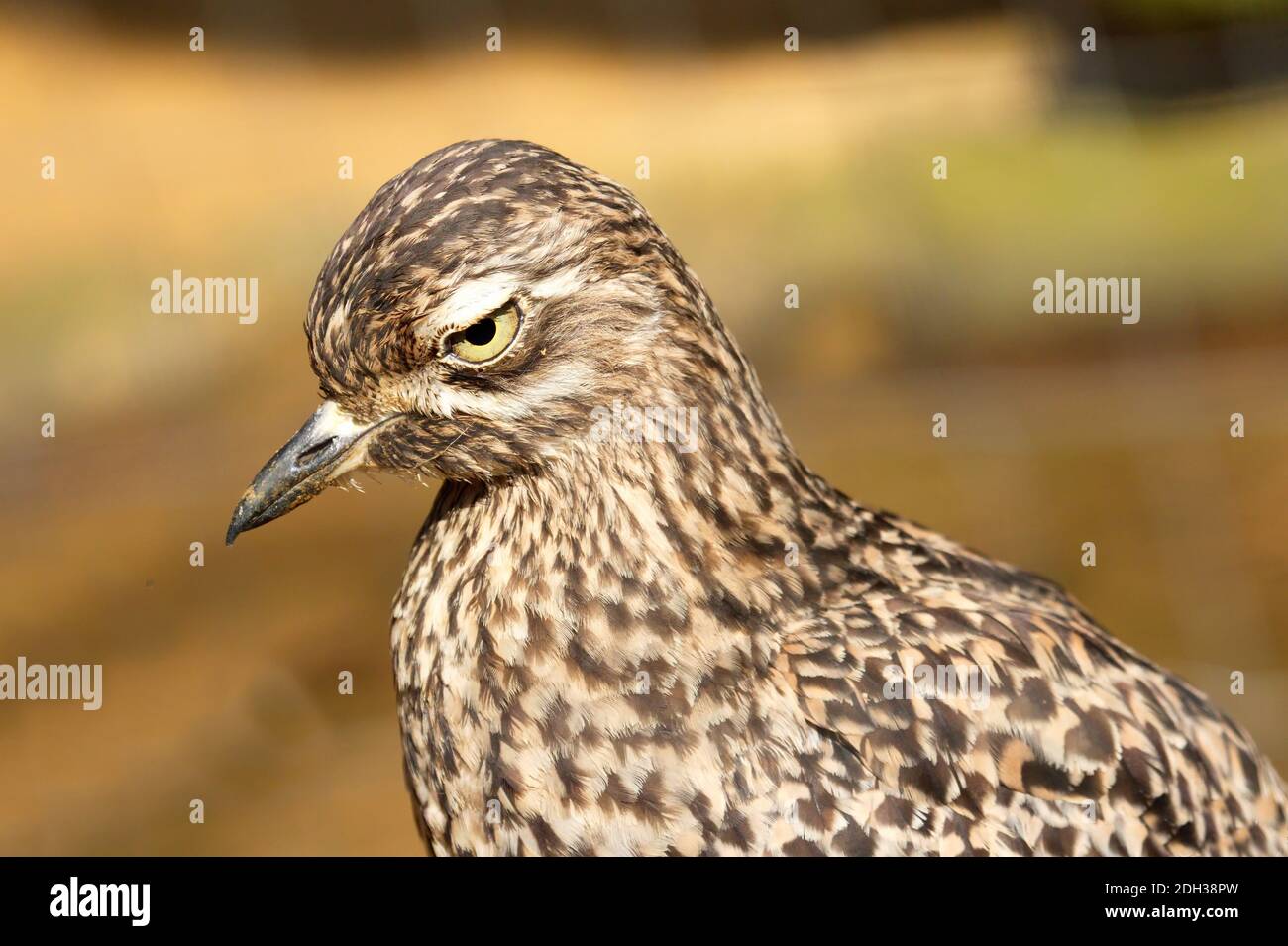Sunbittern wing hi-res stock photography and images - Alamy
