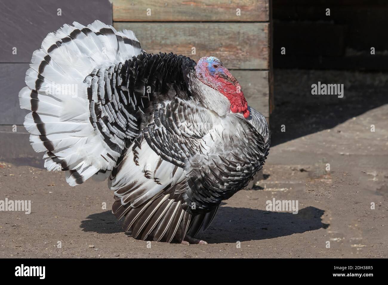 Truthahn hi-res stock photography and images - Alamy