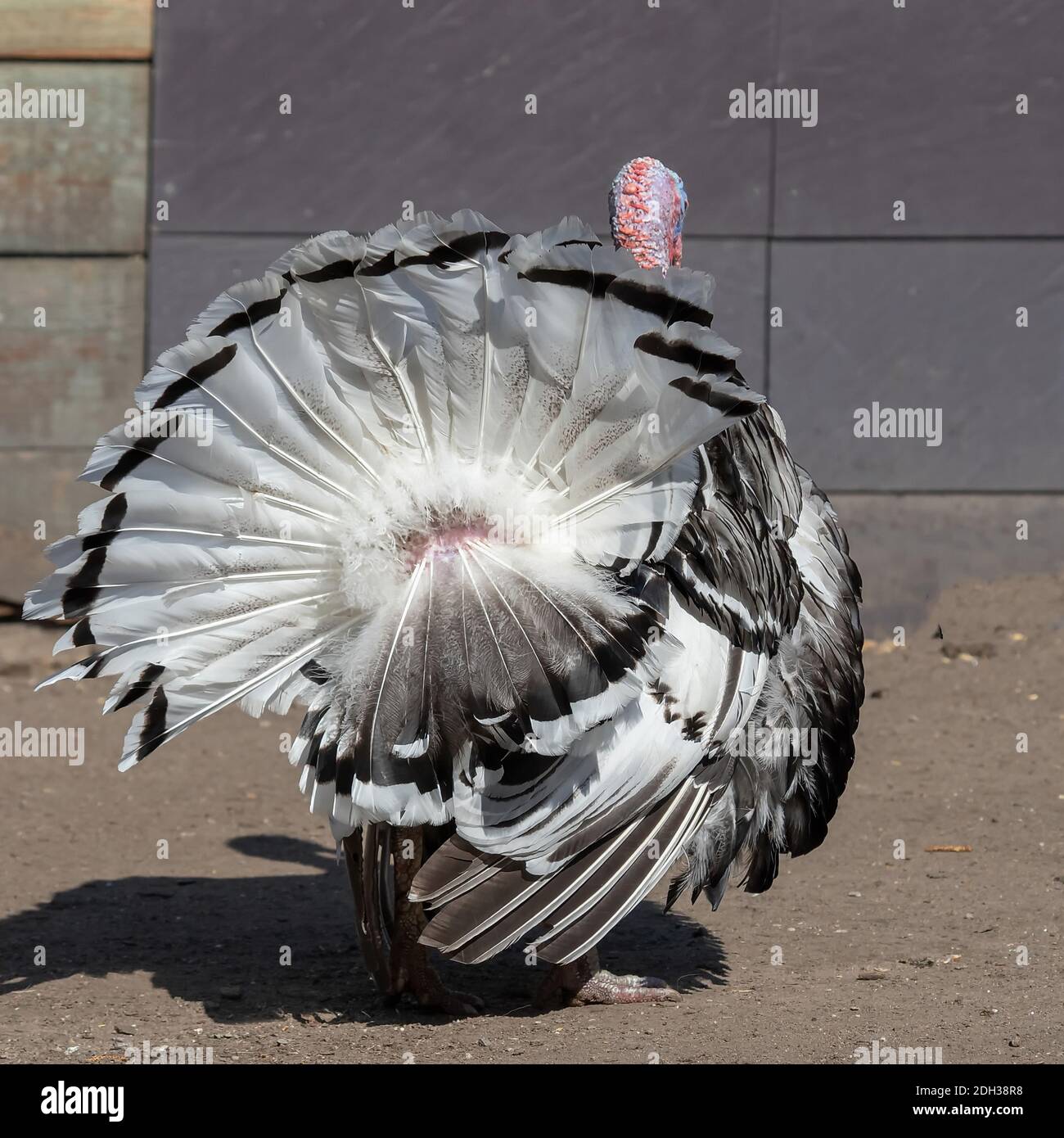 Truthahn hi-res stock photography and images - Alamy