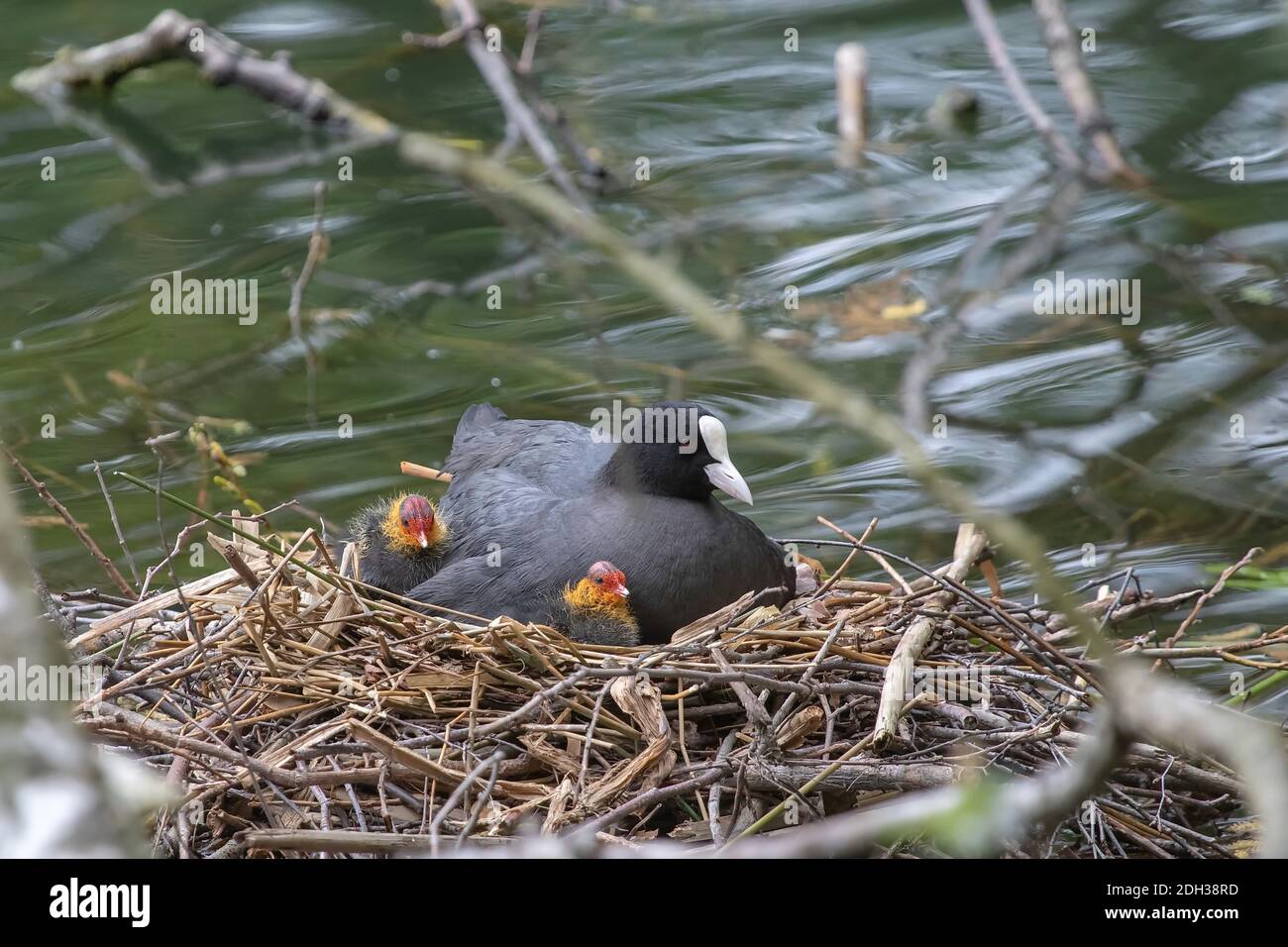 Sleeping Coot High Resolution Stock Photography and Images - Alamy