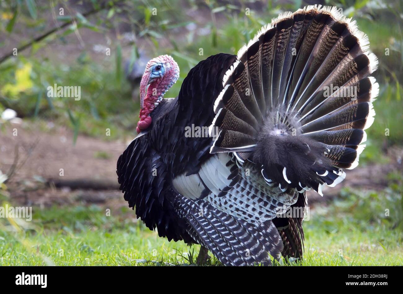 Truthahn hi-res stock photography and images - Alamy