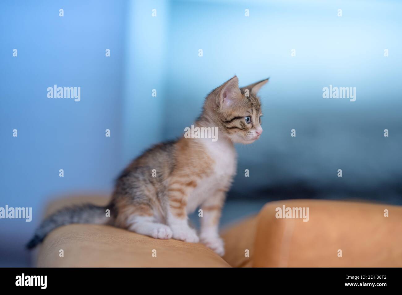 One month old baby kitten looking curious Stock Photo - Alamy