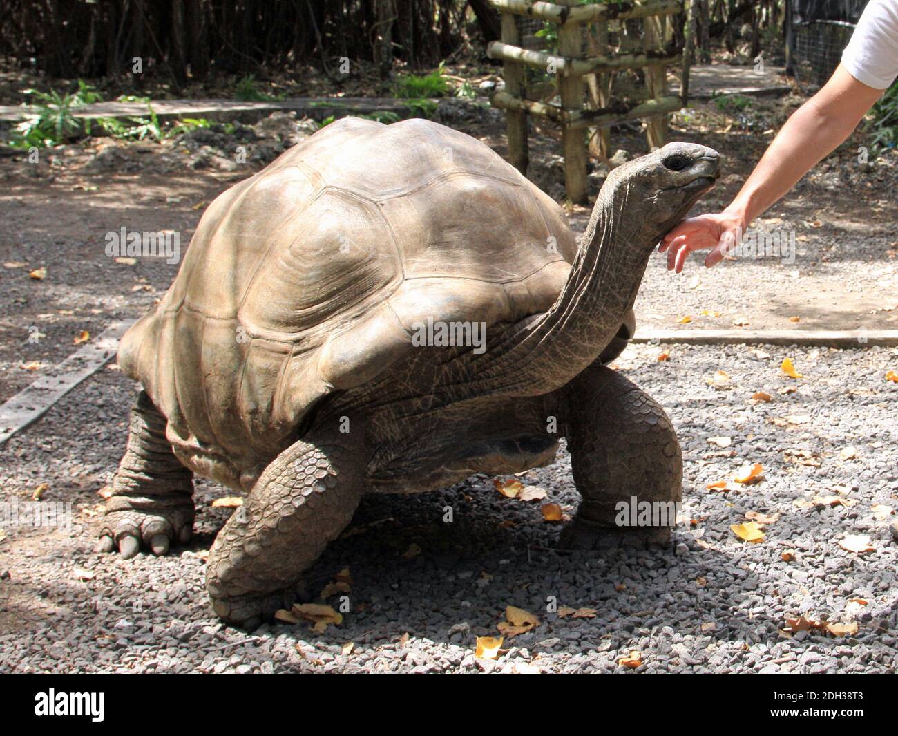 Giant tortoise on Isle aux Aigrettes, Mauritius Stock Photo - Alamy