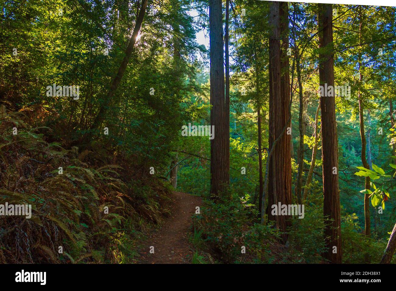 Coastal redwood trees in a forest landscape in California Stock Photo ...