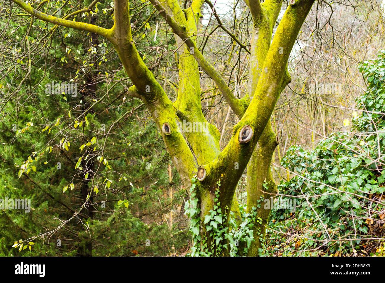 Green moss on the body of tree, green tree Stock Photo - Alamy