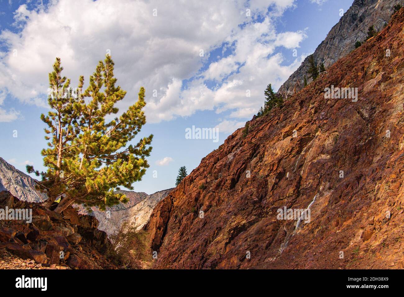 Rocks, trees and plants in mountain landscape Stock Photo - Alamy