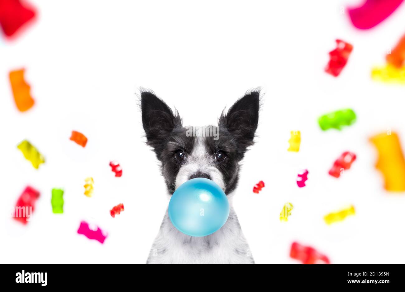 Poodle terrier dog eatting sweet candies , with chewing , bubble gum ...