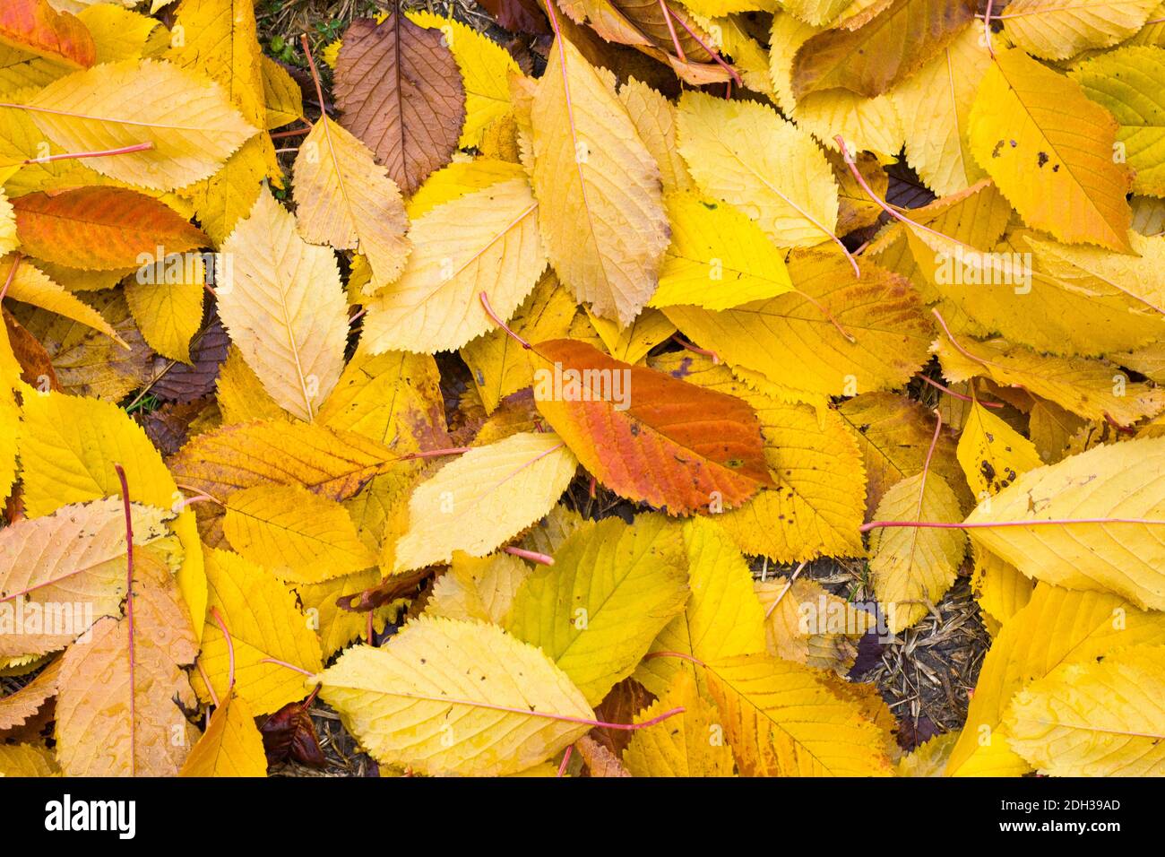 Dew on autumn leaves on the land, water reflection, drops and dew in ...