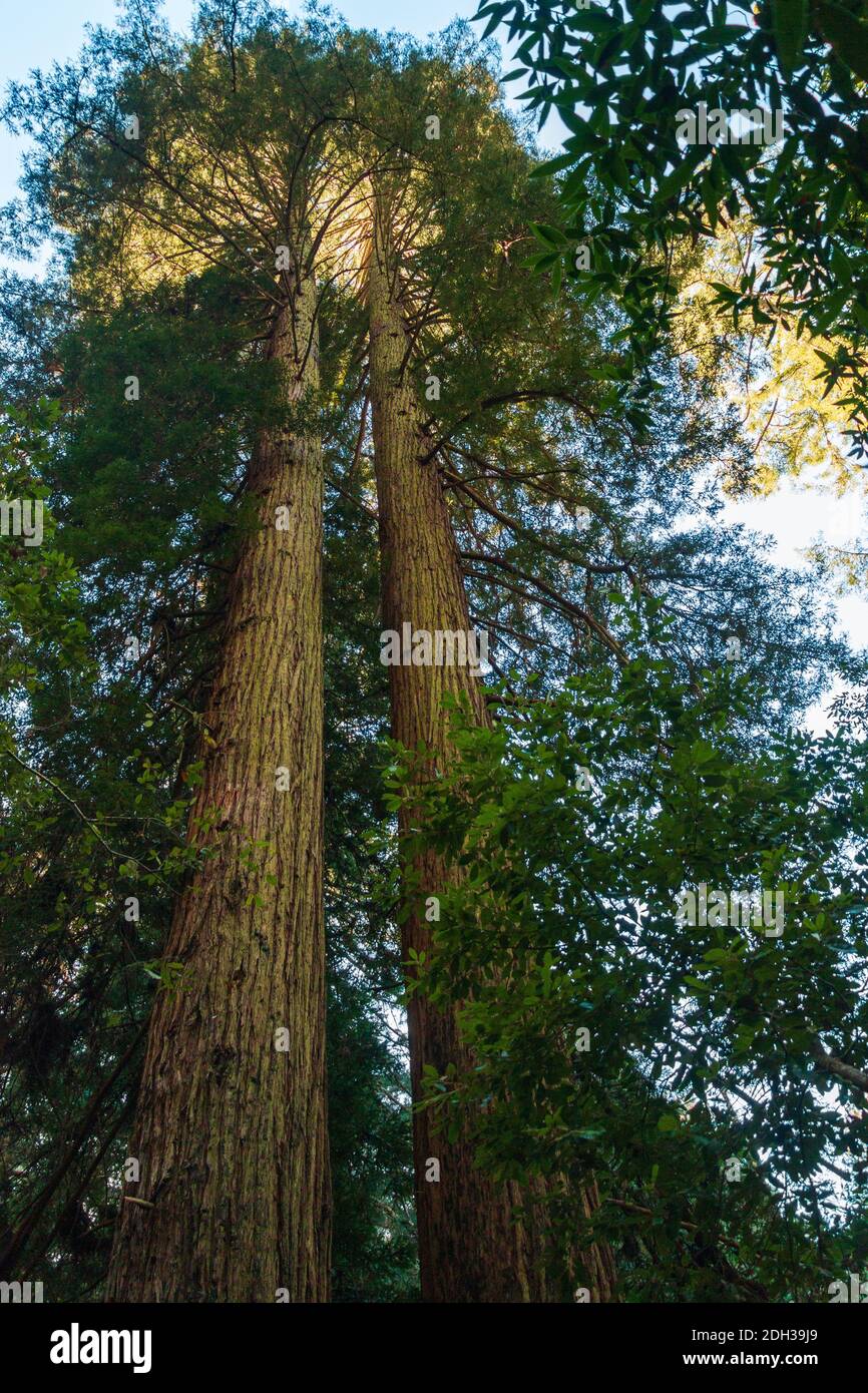 Coastal redwood trees in a forest landscape in California Stock Photo ...