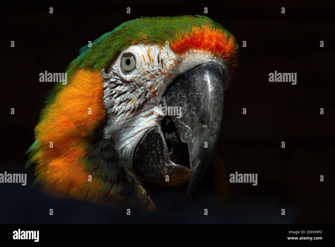 Chested hi-res stock photography and images - Alamy