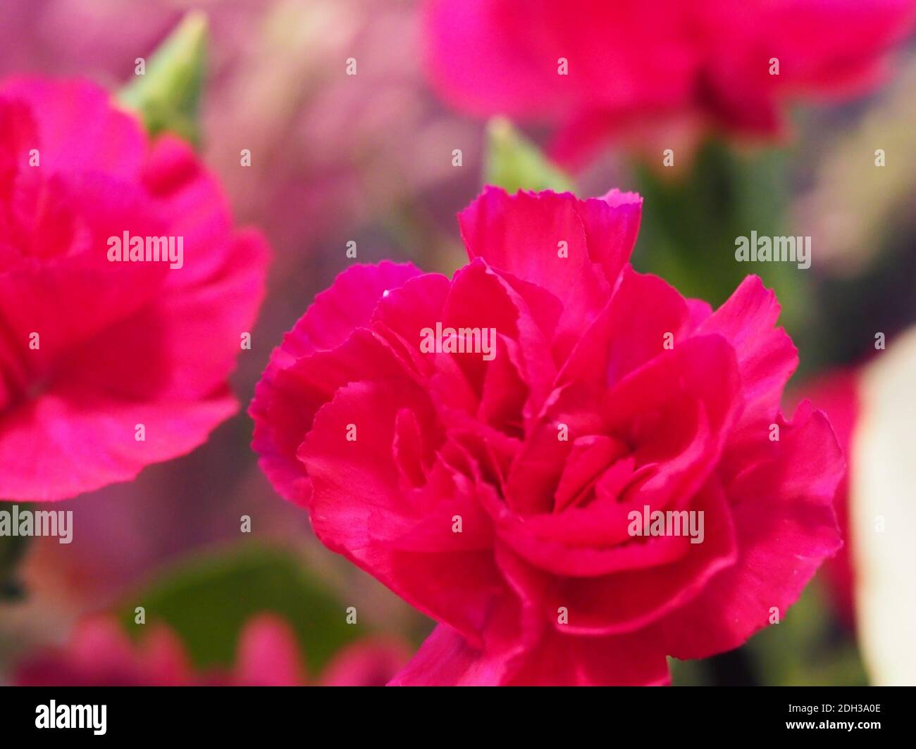 Floral photograph hi-res stock photography and images - Alamy