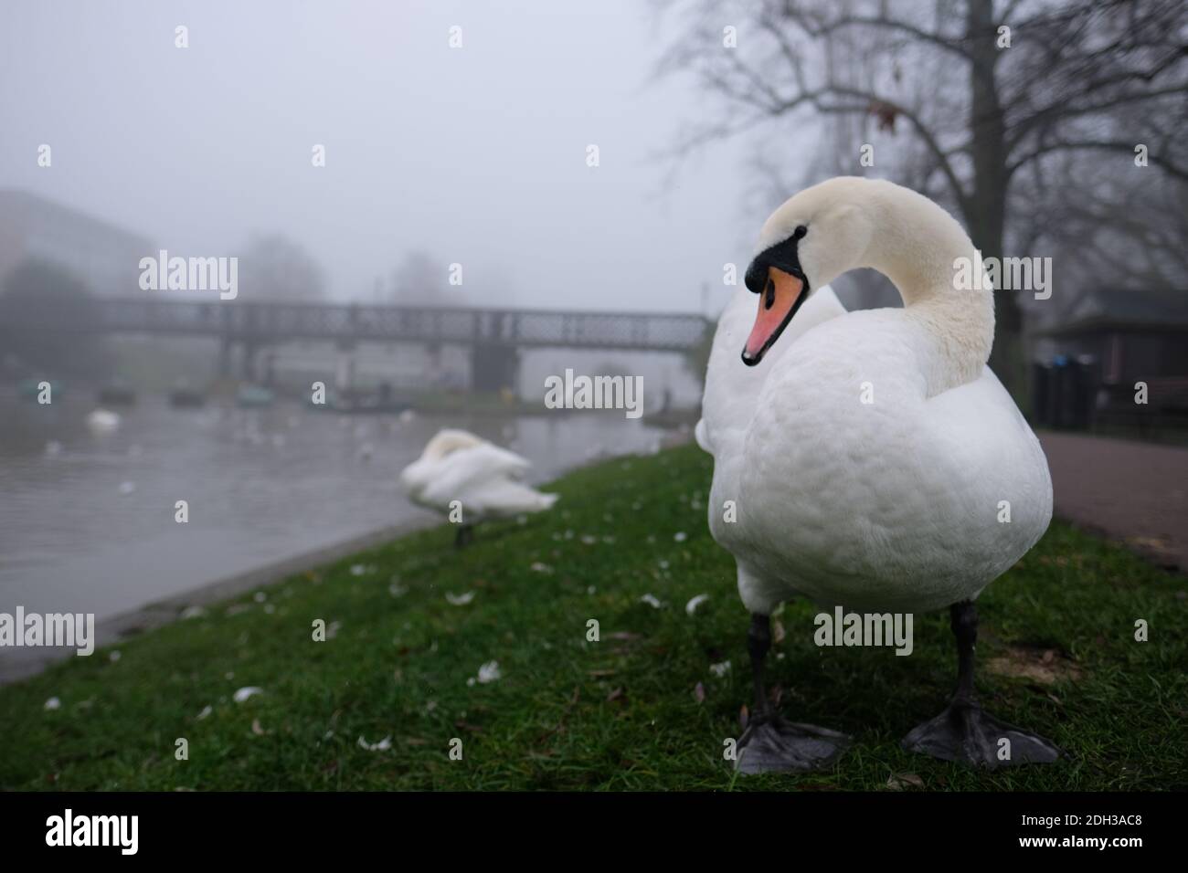 Cambridge england river swan hi-res stock photography and images - Alamy