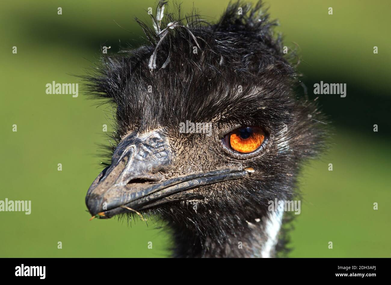 Emu closeup hi-res stock photography and images - Alamy