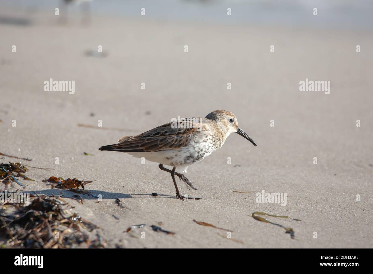 Alpenstrandlaeufer at the beach of Ruegen Stock Photo - Alamy