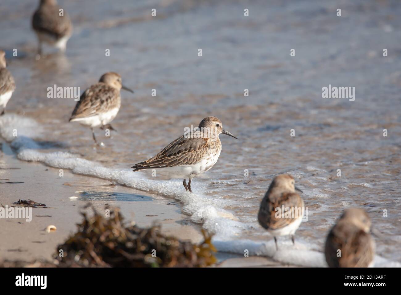 Alpenstrandlaeufer at the beach of Ruegen Stock Photo - Alamy