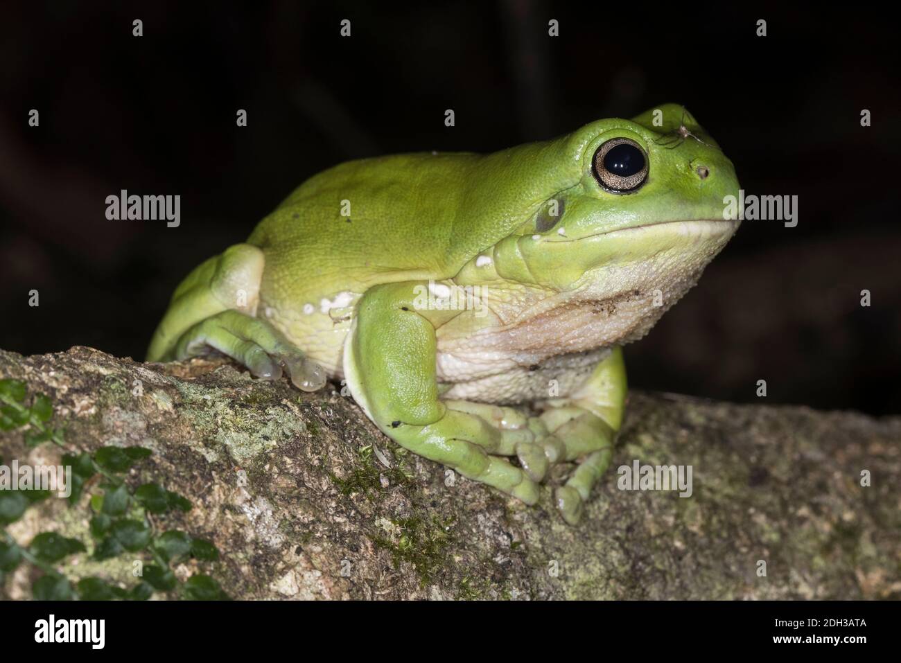 Green Tree Frog resting on log Stock Photo - Alamy