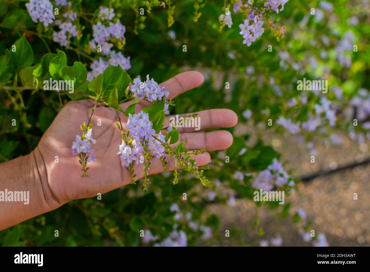 Image of flowers and plants in the palm of a woman's hand Stock Photo ...