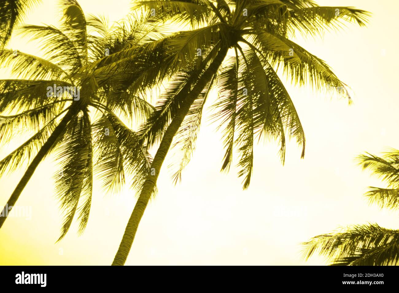 illuminating palm branch. perfect background for design Stock Photo - Alamy