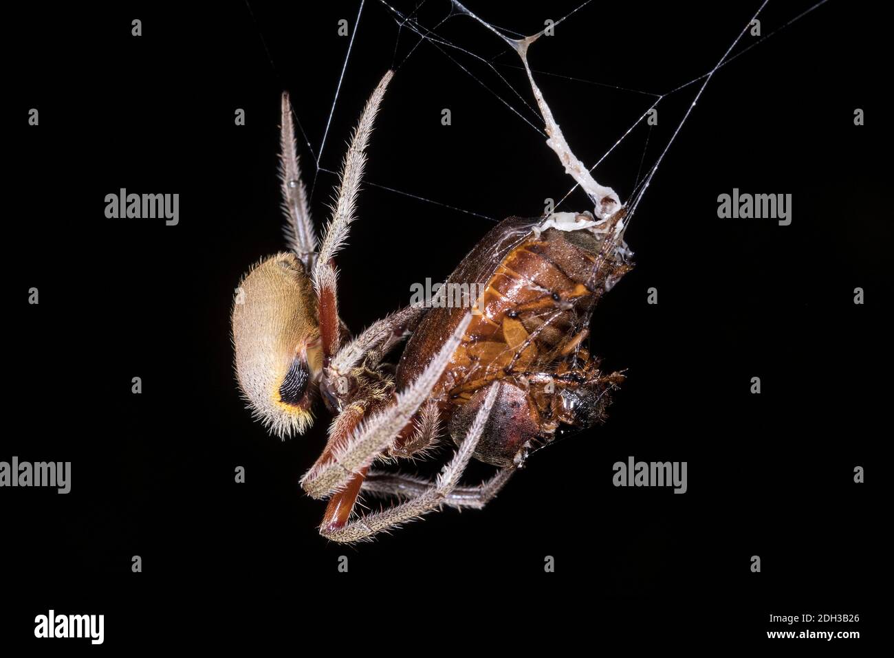 Orb Spider with beetle in web Stock Photo - Alamy