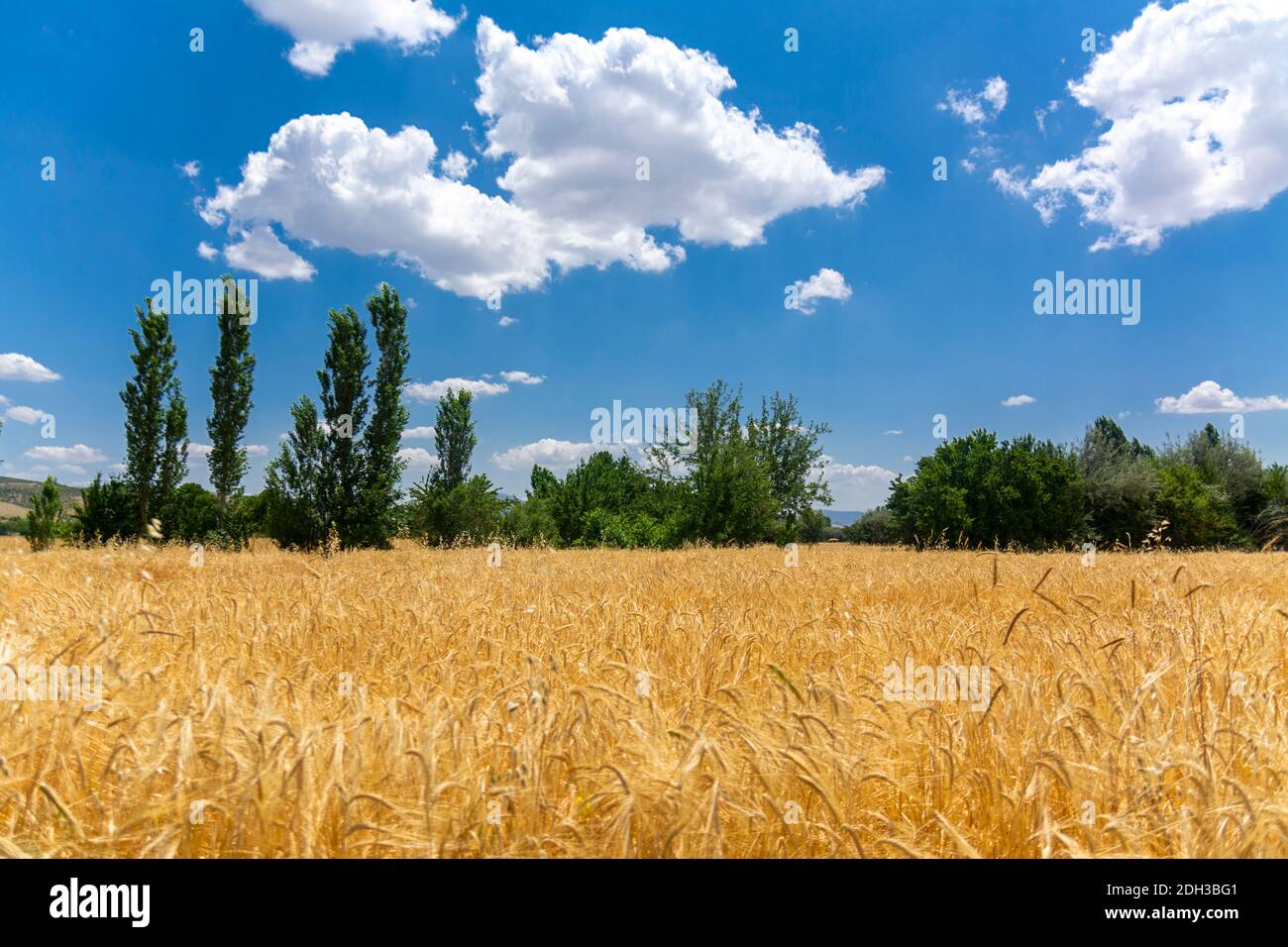Turkey wheat field hi-res stock photography and images - Alamy