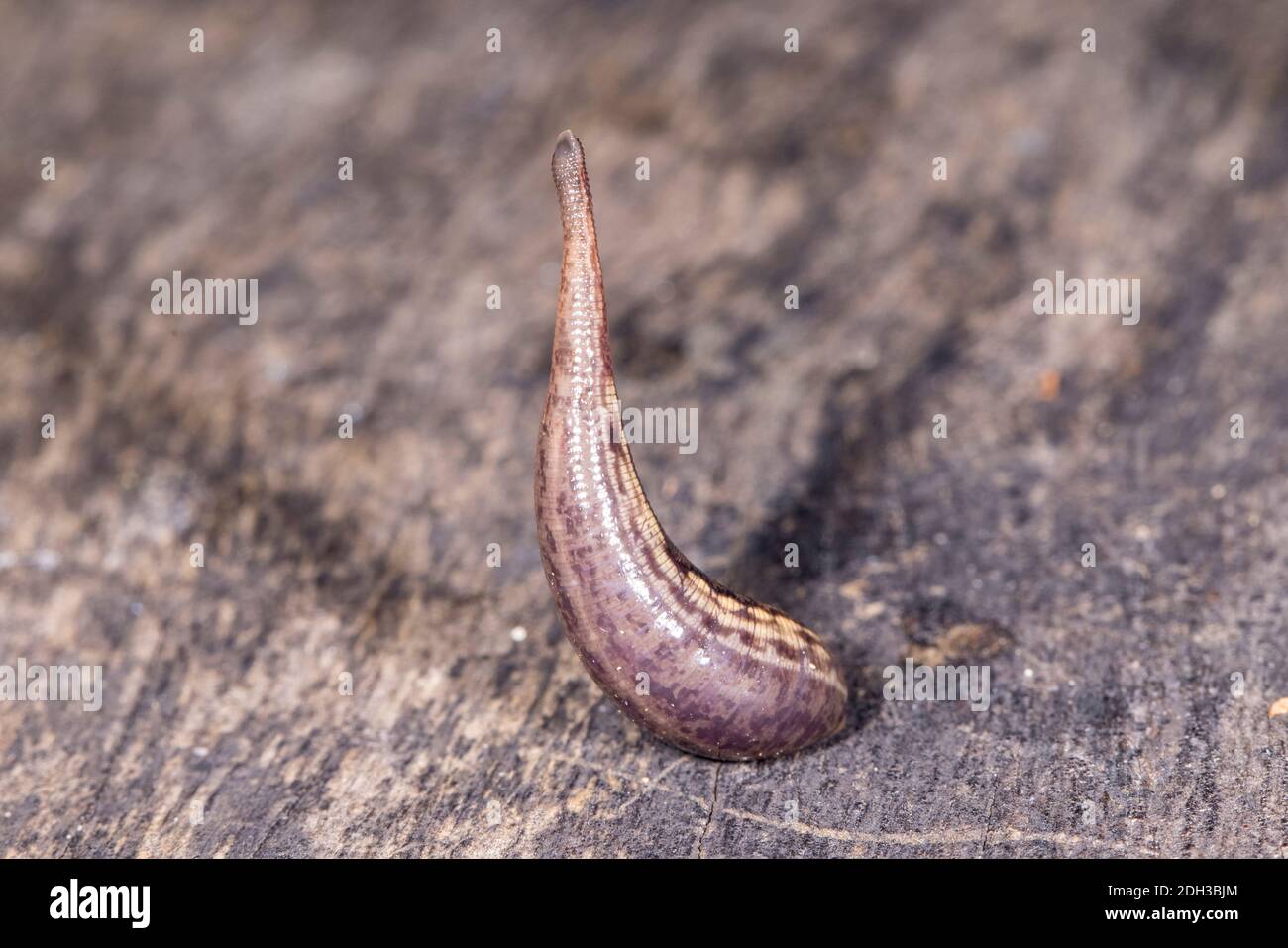 Leech with it's head raised Stock Photo - Alamy