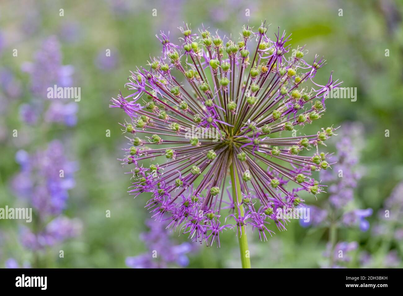 Ornamental garlic (Allium sp Stock Photo - Alamy