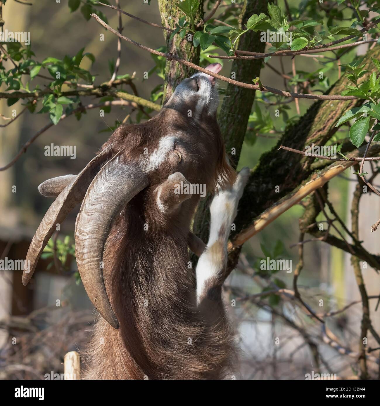 Goat hide hi-res stock photography and images - Alamy