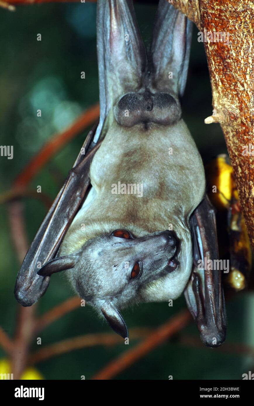 African straw coloured fruit bat hi-res stock photography and images ...