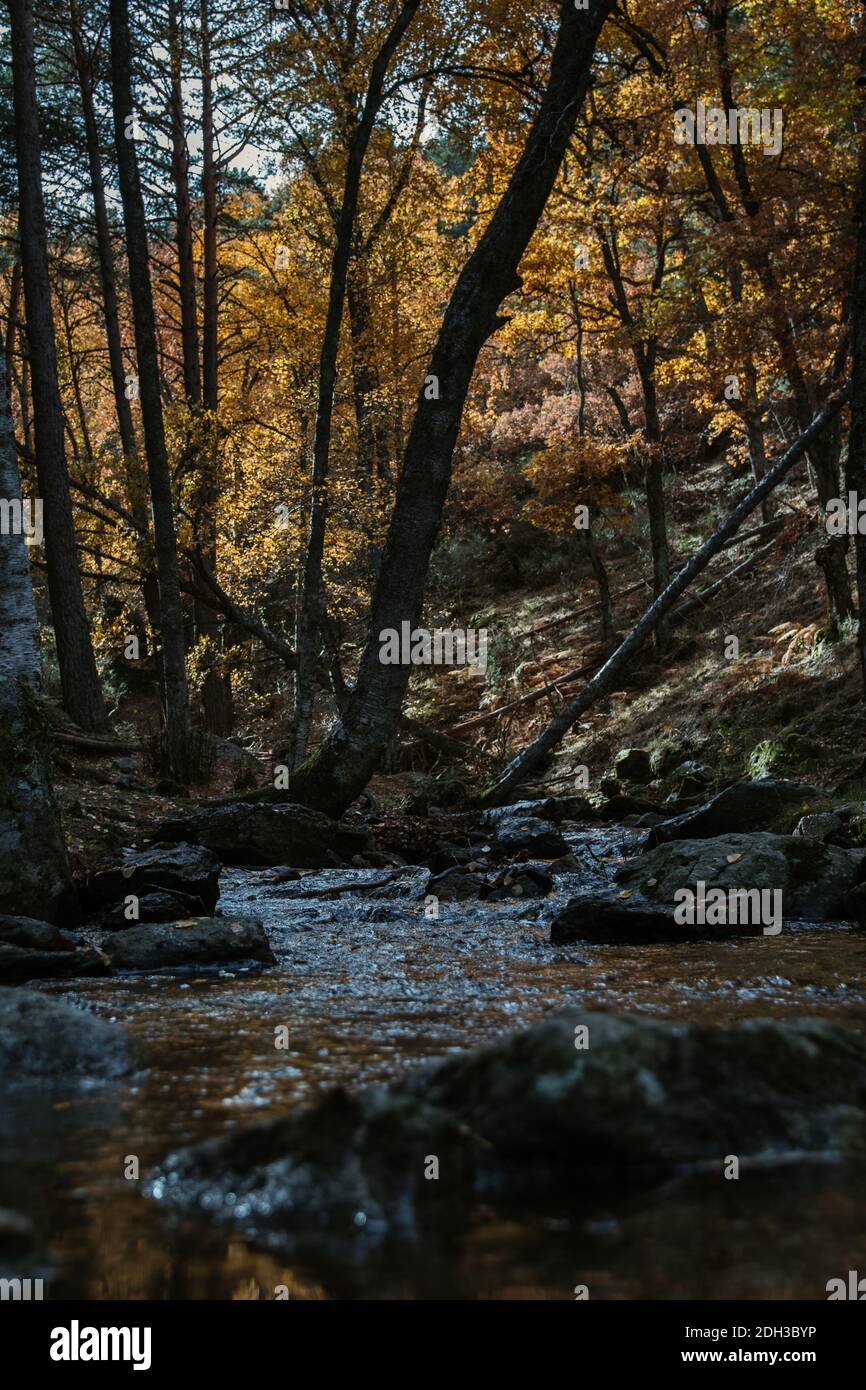 A vertical shot of autumn trees in the forest Stock Photo - Alamy