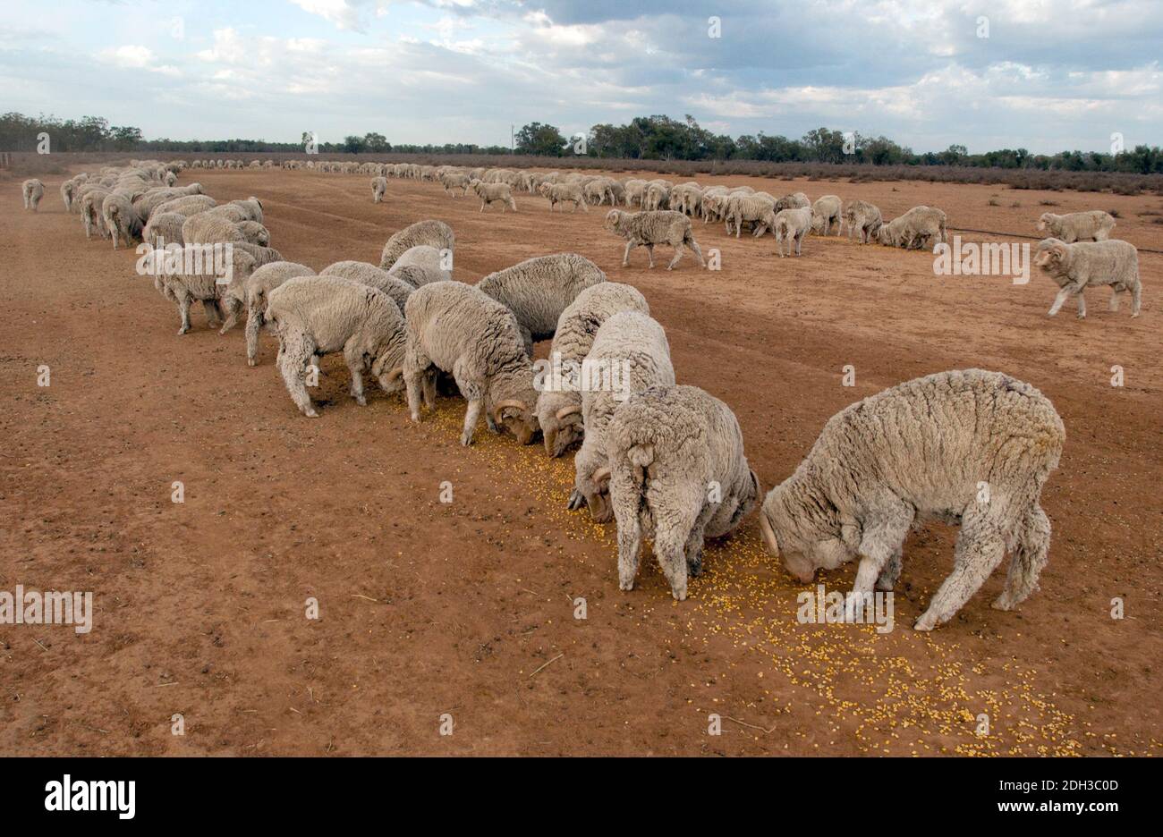 Sheep being hand fed during an Australian drought Stock Photo - Alamy