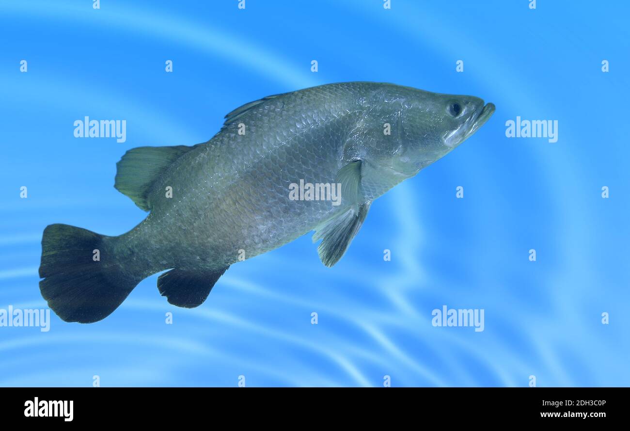 Barramundi swimming in a breeding tank Stock Photo - Alamy