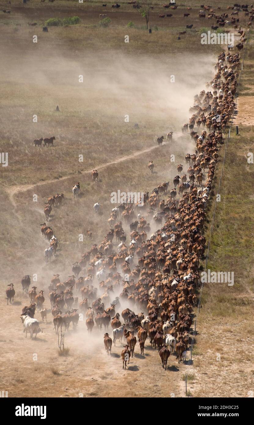 mustering braham cattle on the flood plains near the gulf of ...
